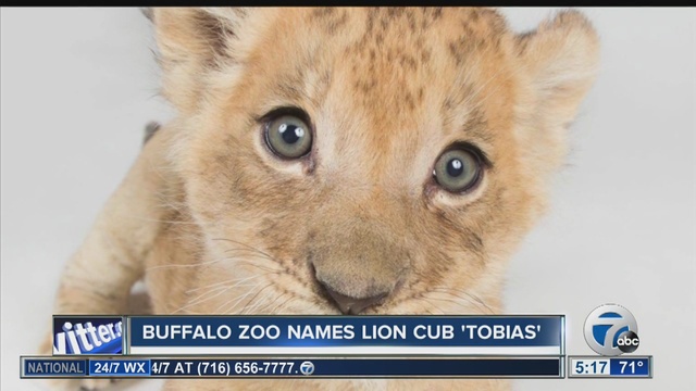 Buffalo Zoo names baby lion cub - WKBW.com Buffalo, NY