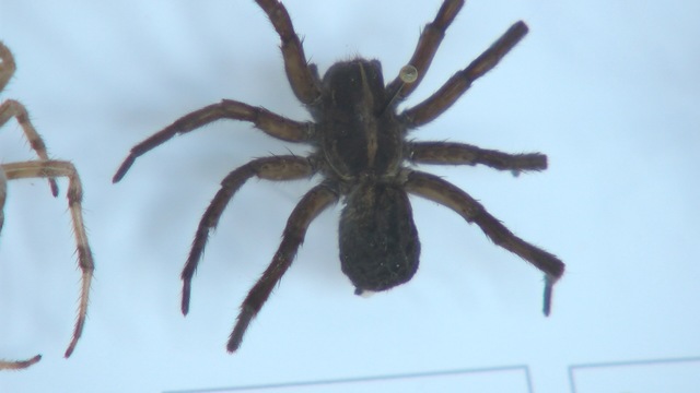 Drought causing increased problems with rats and spiders - WKBW.com ...