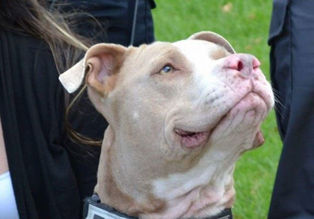 NY's first pit bull police dog receives award - WKBW.com Buffalo, NY