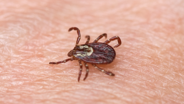 Ticks to go under NY legislative microscope - WKBW.com Buffalo, NY