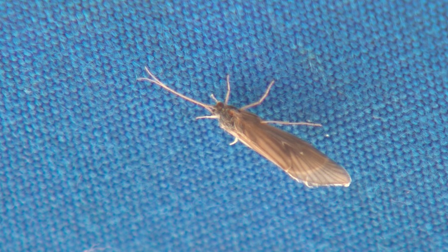 Wet Spring will really "bug" us now. - WKBW.com Buffalo, NY