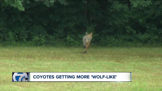 Scientists say coyotes in Western New York are beginning to look more ...