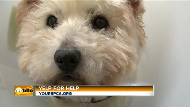 AM Buffalo and Mr. Food - Clips from the show and recipes | WKBW.com