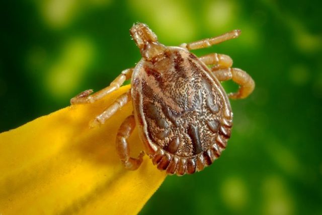 Everything you need to know about tick bait boxes - WKBW.com Buffalo, NY
