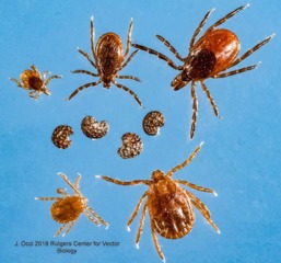 New tick species found in New York - WKBW.com Buffalo, NY